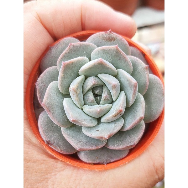 Live Plant Succulent Echeveria Apparition 冰魄多肉 5.5cm pot | Shopee Malaysia