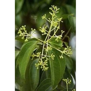 Daun teja lawang/ medang teja/kayu manis hutan/ Cinnamomum iners 100 ...