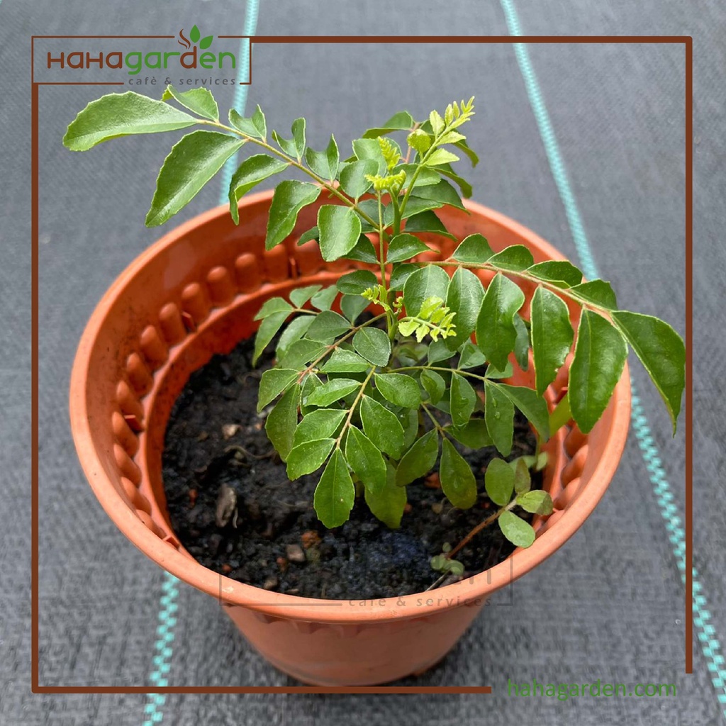Anak Pokok Daun Kari/ Curry Leaf Plant (LIVE PLANT) | Shopee Malaysia