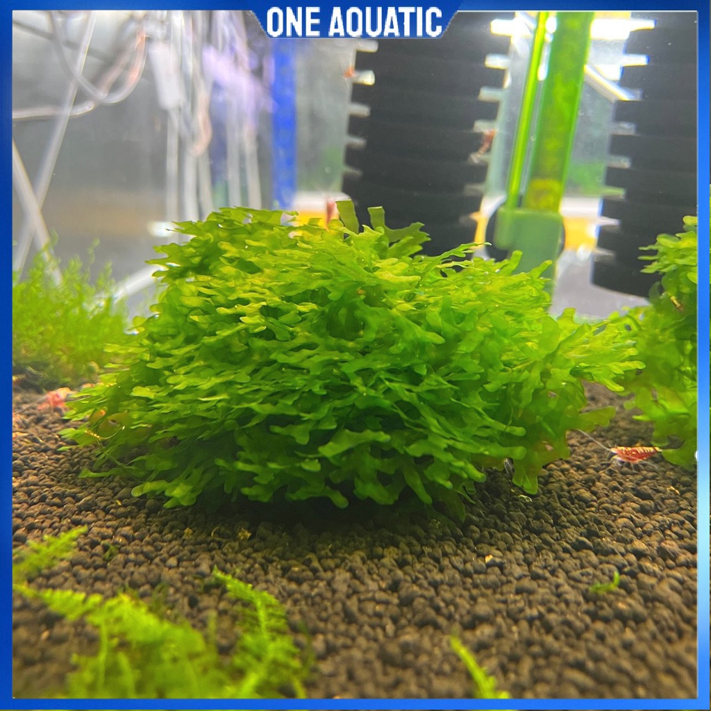 Aquatic plants/Aquarium Plants Pelia Moss Aquarium with Bio Media ...