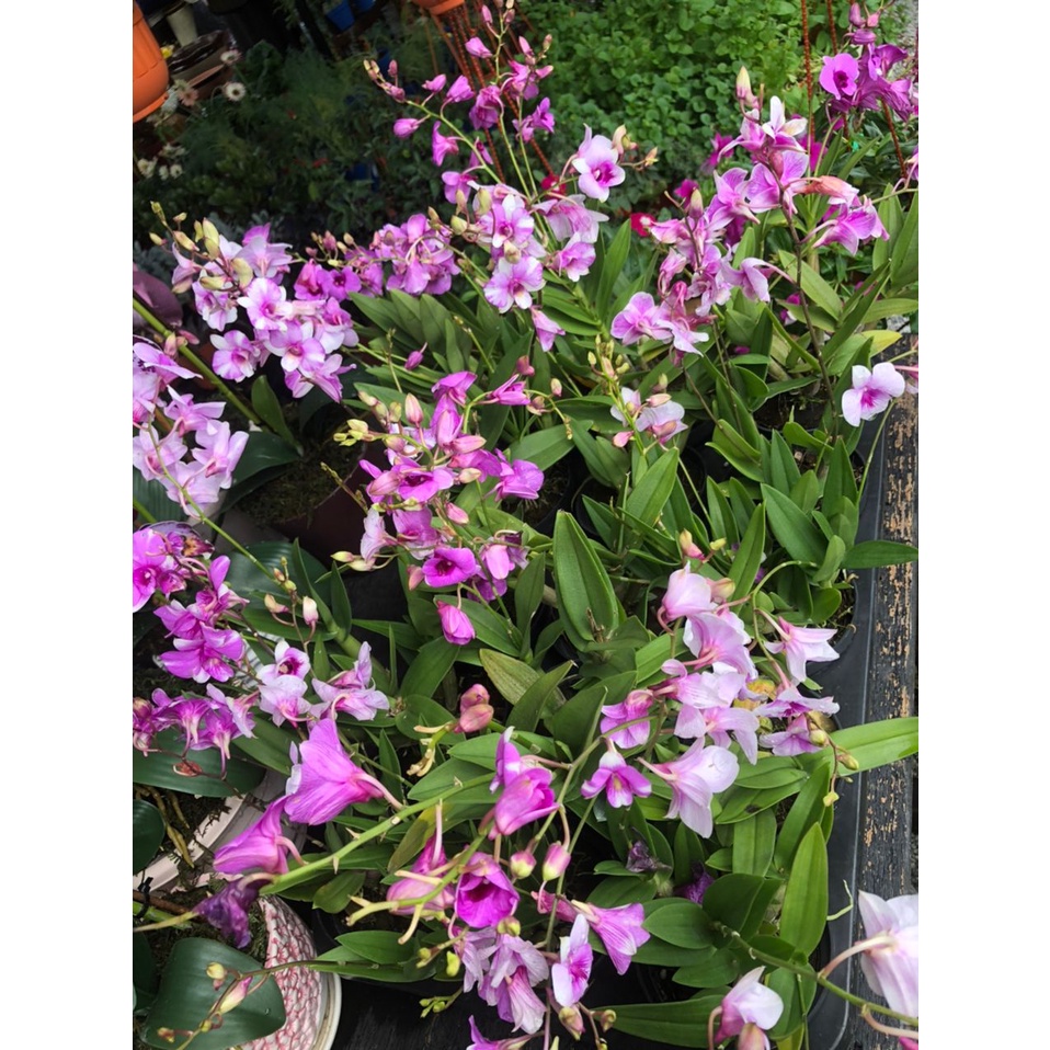 DENDROBIUM MINI. ORKID MINI. DENDROBIUM SPECIES. READY STOCK | Shopee ...
