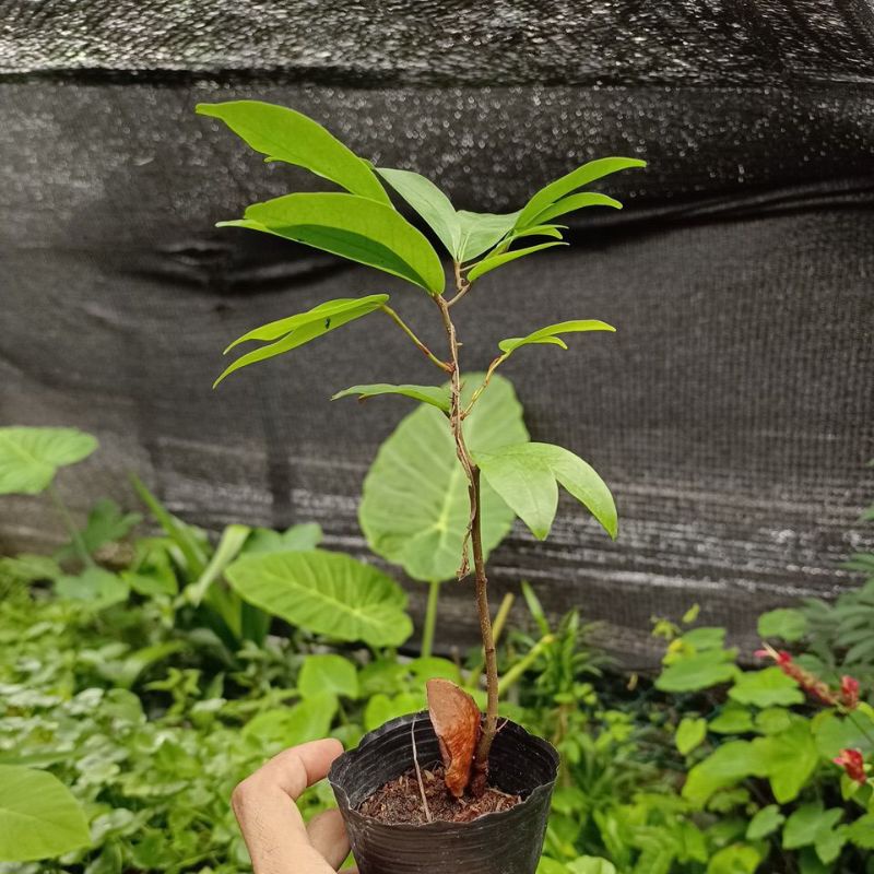 anak pokok buah asam katak nam nam | Shopee Malaysia