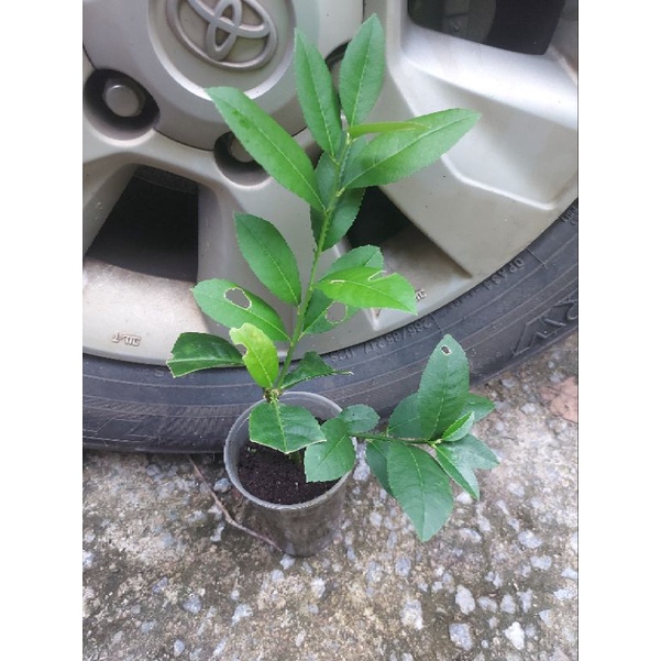Anak Pokok Lemon Telur Buaya | Shopee Malaysia