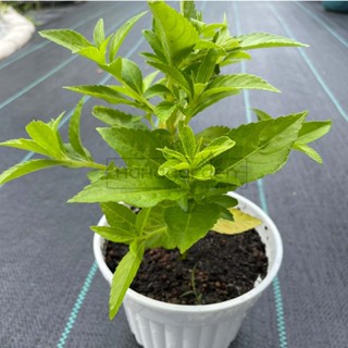 Anak Pokok Keembung/ Garden Balsam/ Impatients Balsamina (LIVE PLANT ...