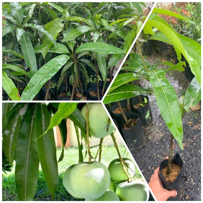 mangga epal/anak pokok mangga epal/ | Shopee Malaysia