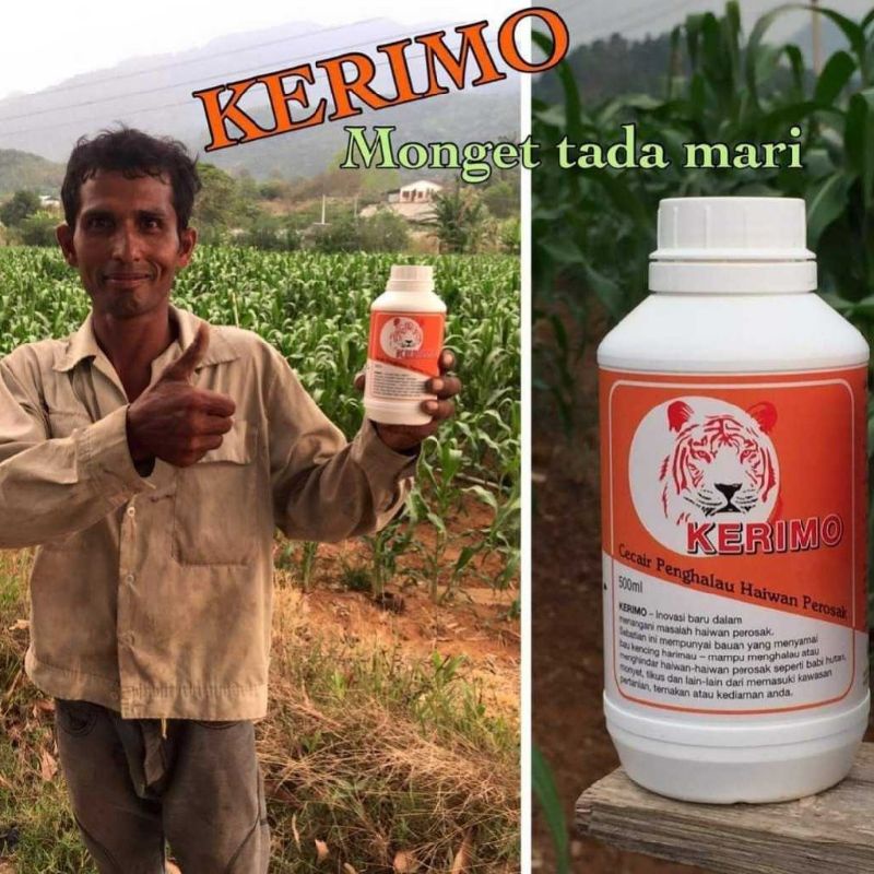 Cara/kaedah Menghalau Babi Hutan, Beruk, Monyet, Kera, Dan Tikus ( 5 ...