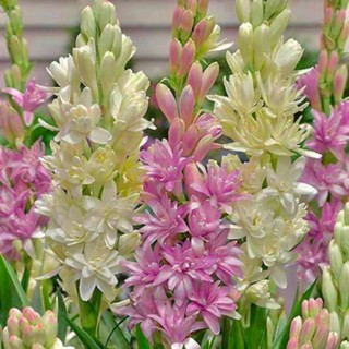 POKOK BUNGA HARUM SUNDAL MALAM THAI (BUNGA HARUM & WANGI) | Shopee Malaysia