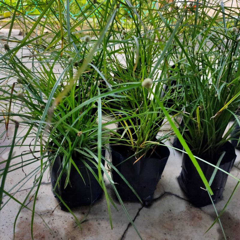 Rumput helikopter/rumput kucing | Shopee Malaysia
