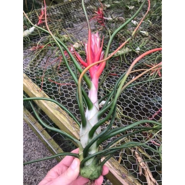 Tillandsia Bulbosa Belize with Red Line (Imported Tillandsia) | Shopee ...