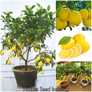 Lemon Tree Seeds for Planting 10 seeds/pack, Easy To Grow In Malaysia - Dwarf Lemon Tree Plant ...