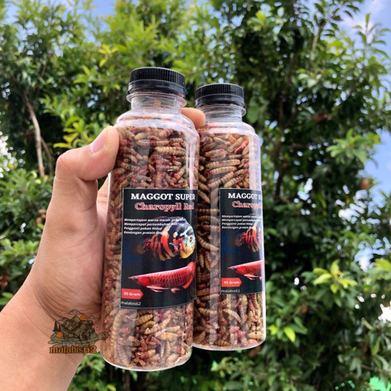 Maggot Dry Super Red Fish Feeder Predator | Shopee Malaysia