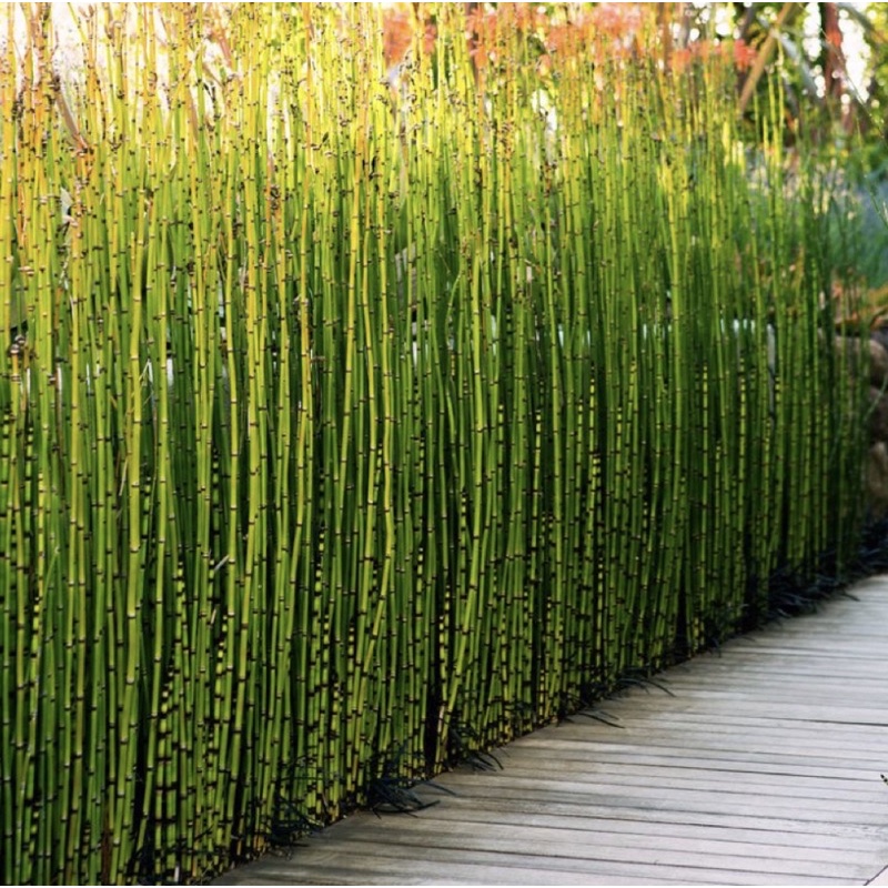Horsetail/Equisetum hyemale/Water plant/Aquatic plant/Water feature ...