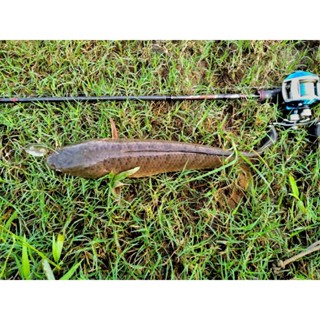 spoon haruan/camca haruan/sudu haruan/mata kail haruan | Shopee Malaysia