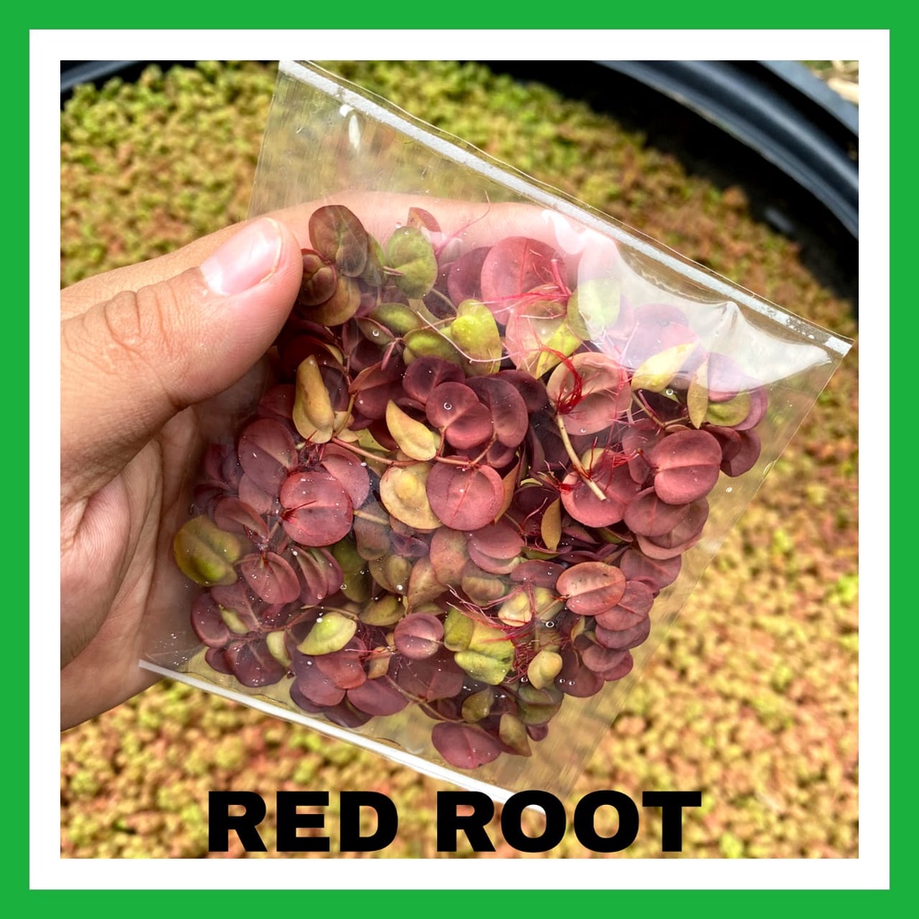 kiambang akar merah Red Root Floater (Floating Plant ) | Shopee Malaysia