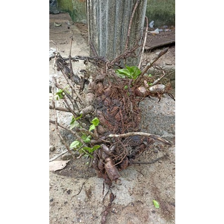Pokok Raja Satong Ubi | Shopee Malaysia