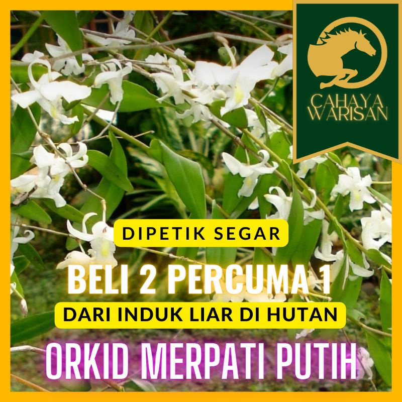 Orkid Merpati Putih / Orkid Hutan / Orchid CahayaWarisanAgro KCW1920 ...