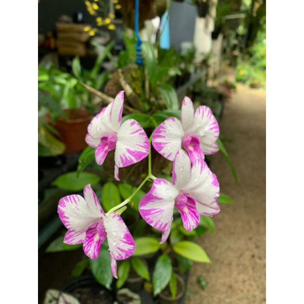 Dendrobium Enobi Purple 'Splash' | Shopee Malaysia