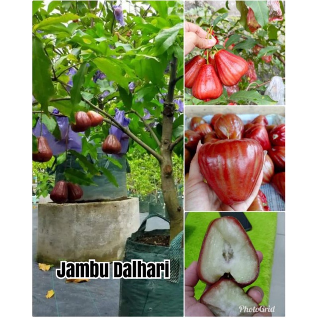 KKB Pokok Jambu Dalhari Tut | Shopee Malaysia