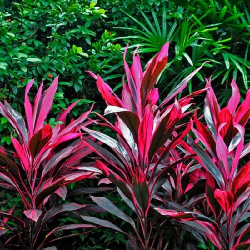 pokok jenjuang merah keratan batang | Shopee Malaysia