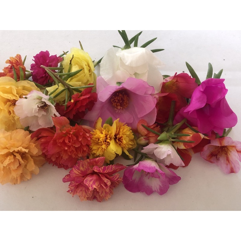 Ros jepun mixed, 70 keratan , 5 jenis. grandi,duna,tiara,carnation dan ...