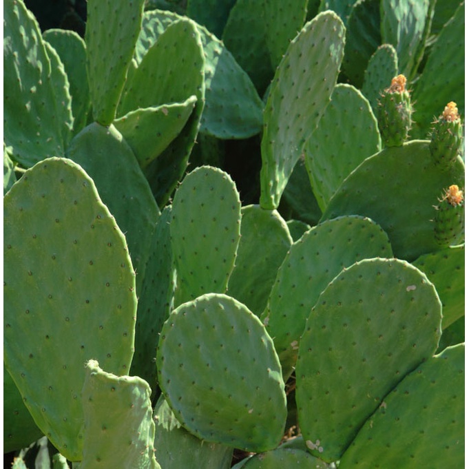 Kepingan pokok kaktus Opuntia /Nopal/Paddle/prickly pear cactus ...