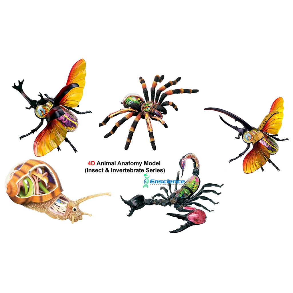 4D MASTER Insects Invertebrate Series Snail, Beetle, Scorpion ...