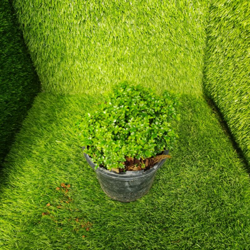 (READY STOCK)月橘 ‖ 九里香 ‖ Murraya Exotica Mini (SMALL) | Shopee Malaysia