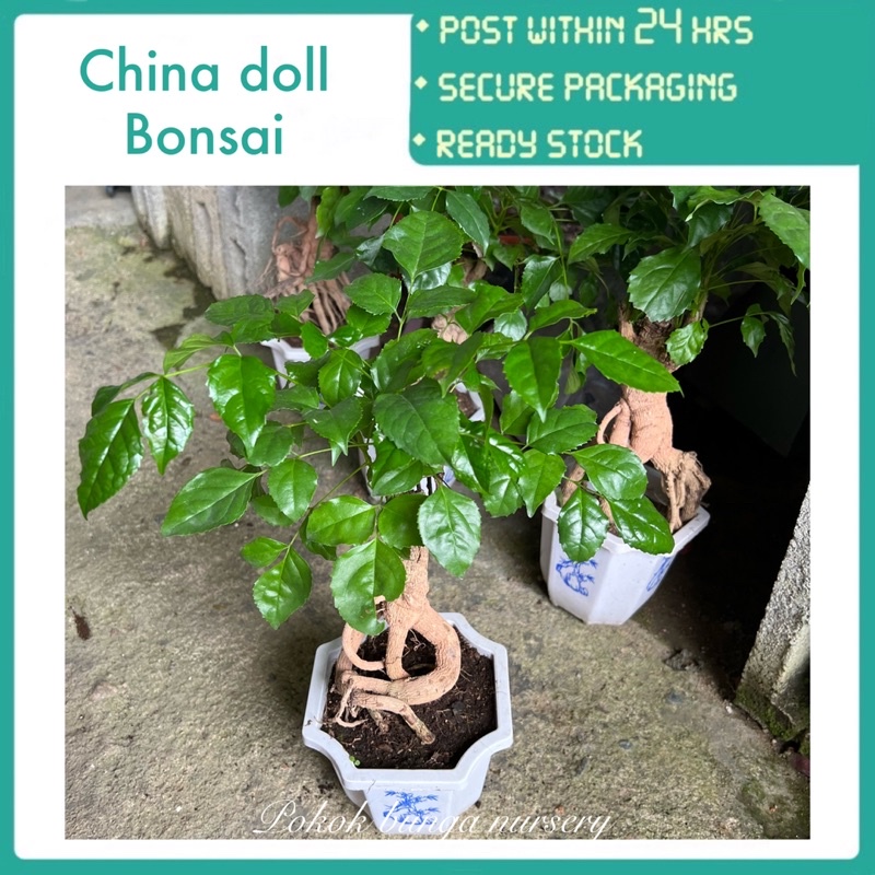 PBN - China doll bonsai - radermachera sinica serpent tree anak pokok ...