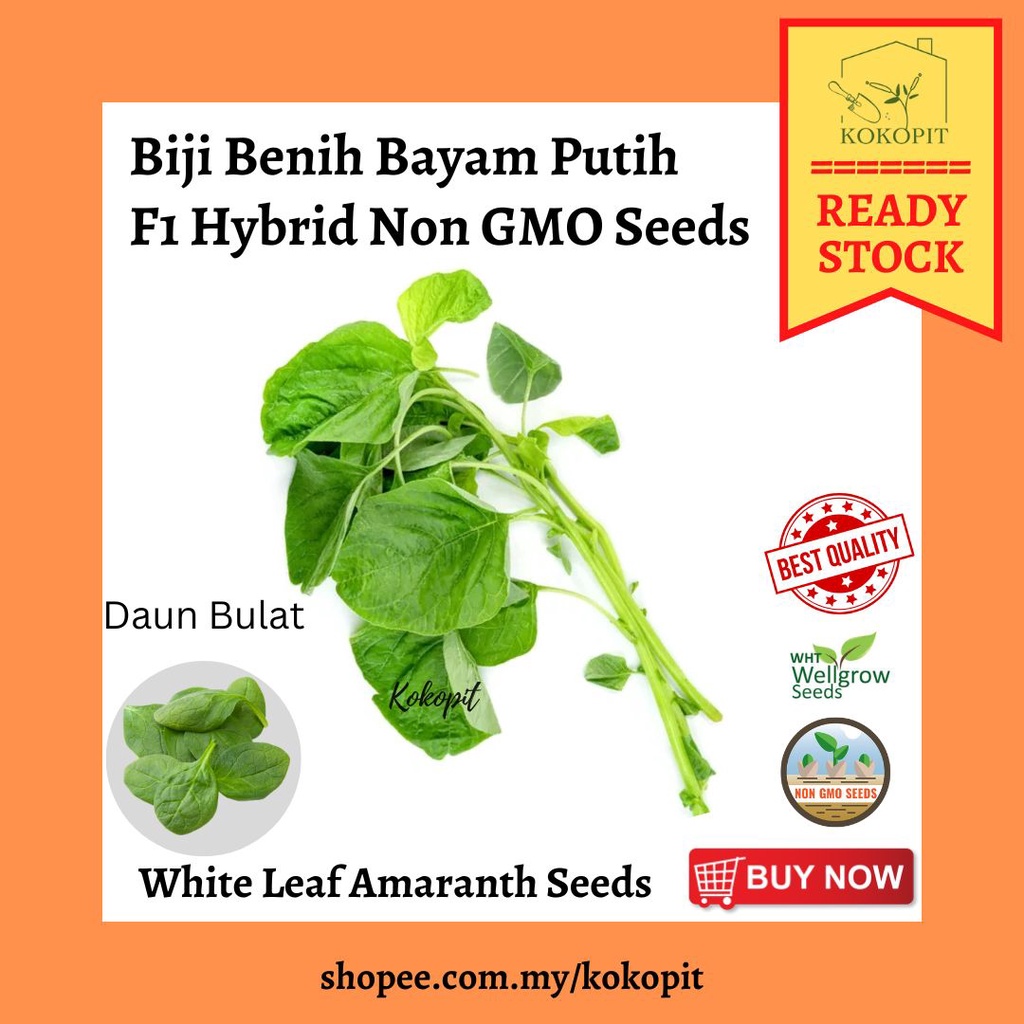 💥Buy Any 11 In RM9.88💥TOP SALES💥 Biji Benih Bayam Putih Daun Putih ...