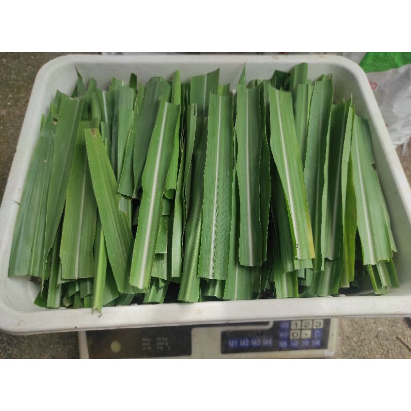 Rumput Napier Pandan/Dwarf fresh cut 800gram | Shopee Malaysia