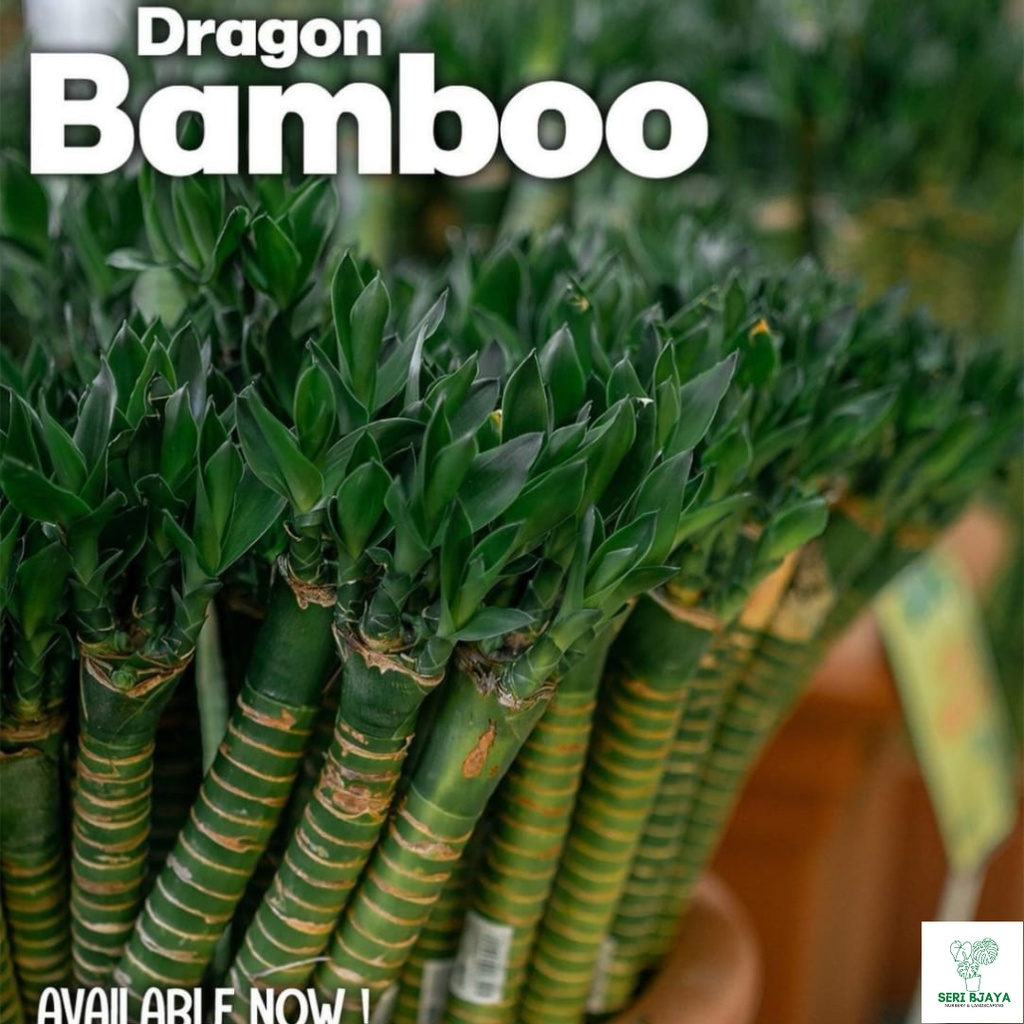 CNY DRAGON BAMBOO/STRAIGHT LUCKY BAMBOO 40cm - Seri Bjaya Nursery ...