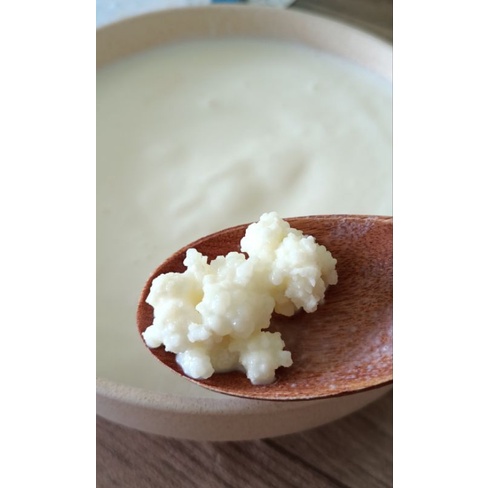 Active Milk Kefir Grains (Mother Culture) | Shopee Malaysia