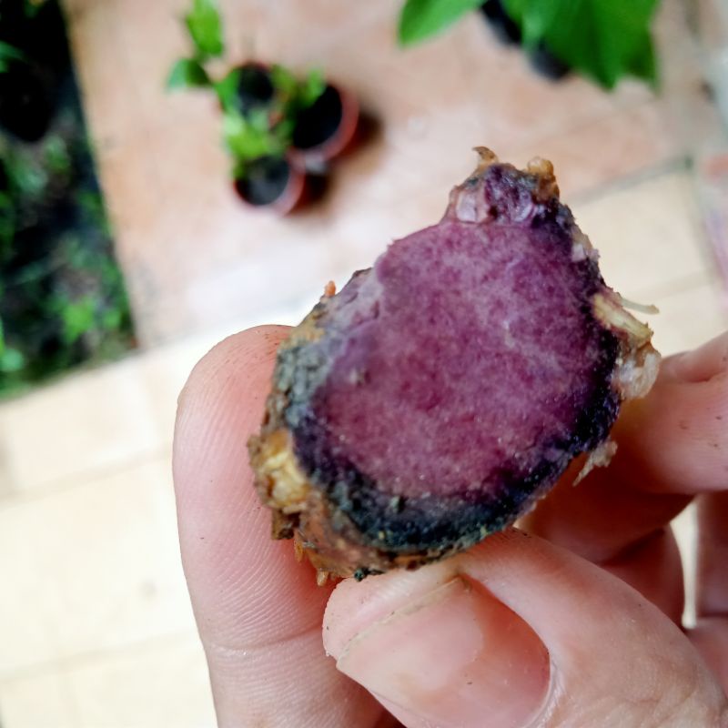 Anak pokok kunyit hitam | Shopee Malaysia