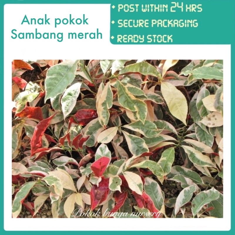 PBN - anak pokok sambang merah - Chinese croton excoecaria ...