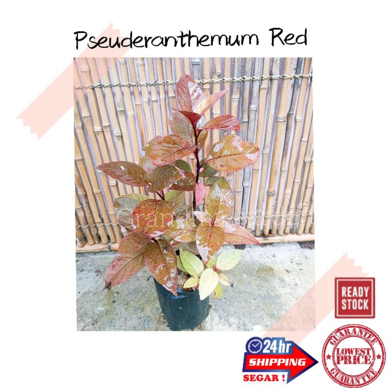 (GG real plant) pseuderanthemum red ^ purple false eranthemum pokok ...