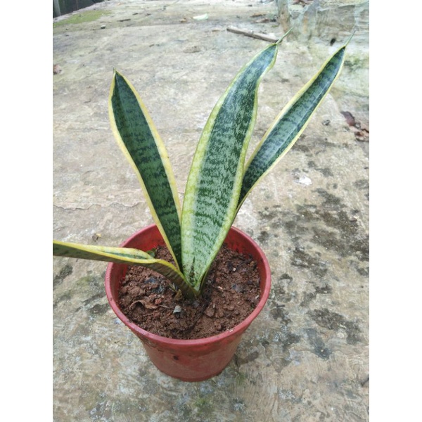 Snake plant,The amazing house plant | Shopee Malaysia