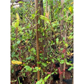 anak pokok delima merah hybrids | Shopee Malaysia
