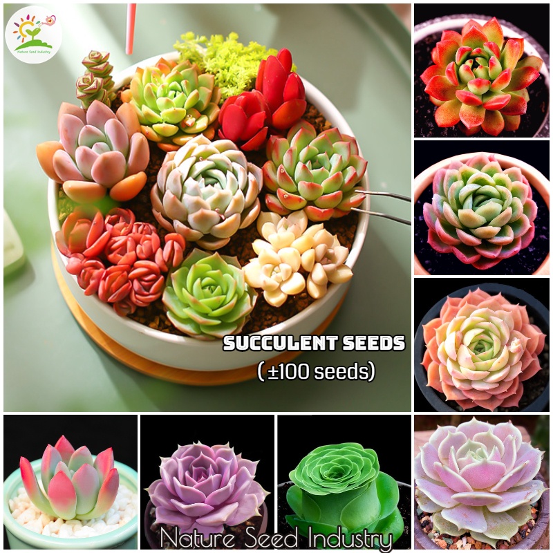 Mixed Rare Succulent Seeds (100 Seeds/pack, Suitable for Growing In ...