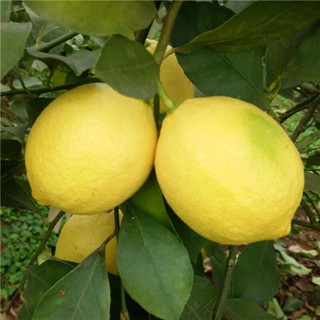 Lemon Tree Seeds for Planting 10 seeds/pack, Easy To Grow In Malaysia - Dwarf Lemon Tree Plant ...
