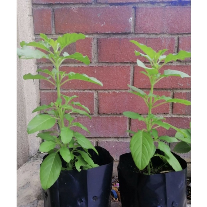 Holy Basil / Thulasi / Tulasi / Ocimum Sanctum/ Tulsi / Thai Basil ...