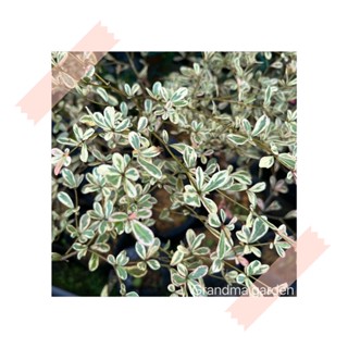 (GG real plant) busida batik over 2FT ^ tinggi lbh dr 2 kaki pokok doa ...