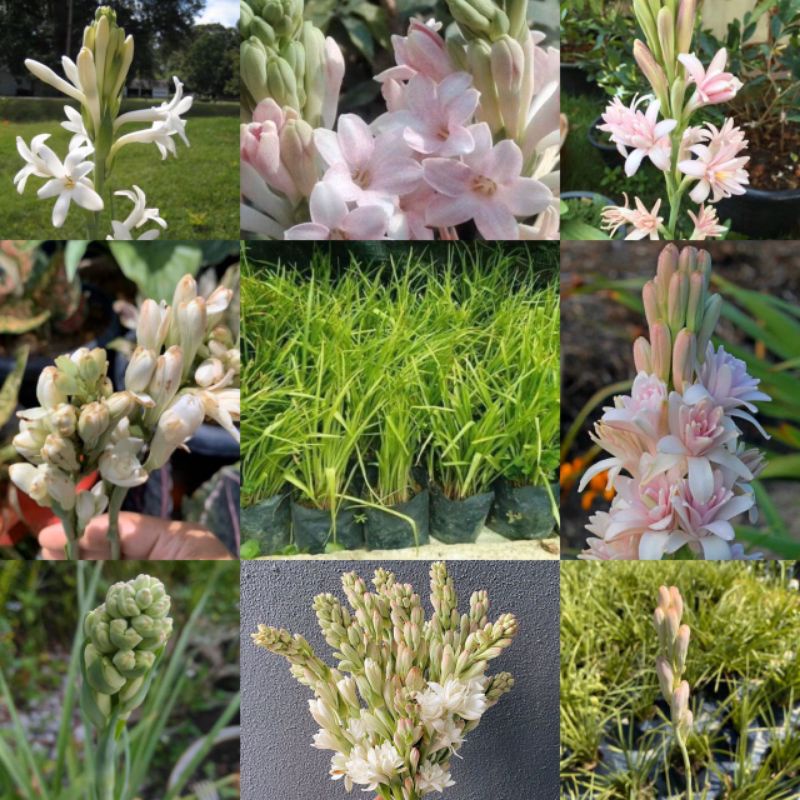 POKOK BUNGA HARUM SUNDAL MALAM THAI (BUNGA HARUM & WANGI) | Shopee Malaysia