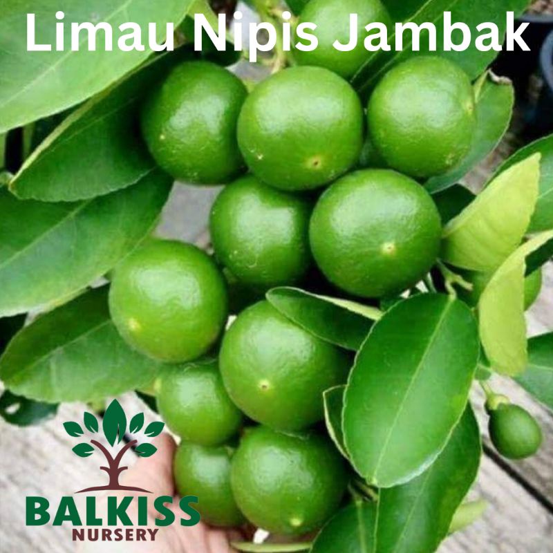 Anak Pokok Limau Nipis Jambak / Pokok Tut Cepat Berbuah / Hybrid ...