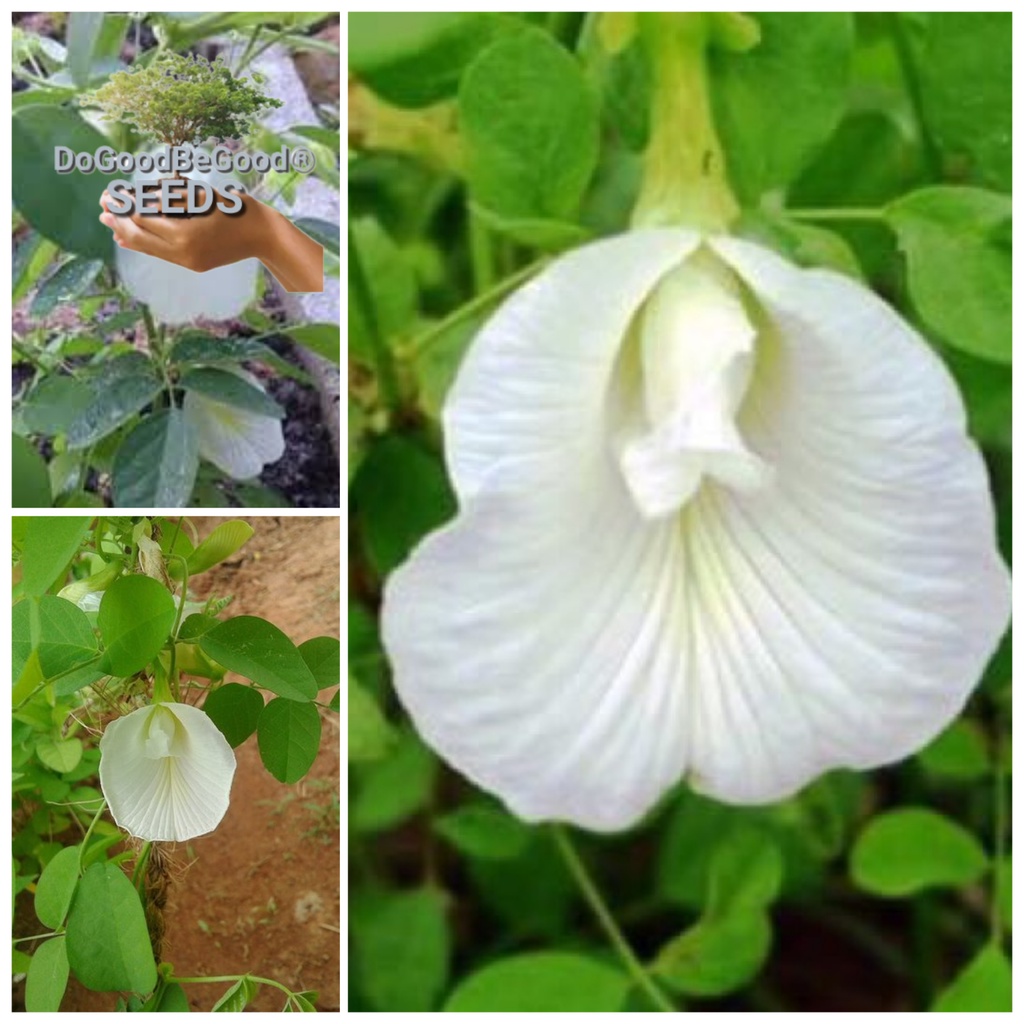 40Seeds White Butterfly Pea Flower Seeds/Biji Benih Bunga Telang Putih ...