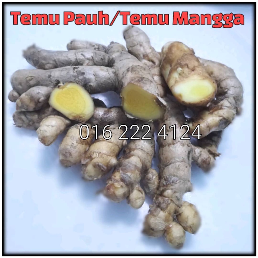 Rizom @ Isi TEMU PAUH / TEMU MANGGA 100g | Shopee Malaysia