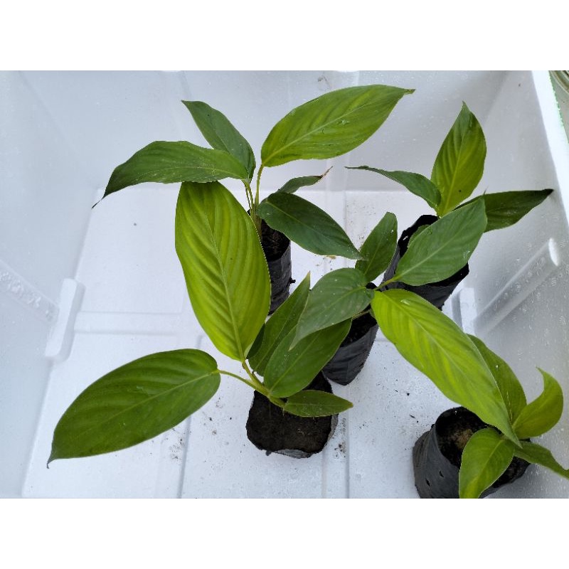 Anak Daun Kelupis@Daun Nyirik,Lerek,Lirik. | Shopee Malaysia