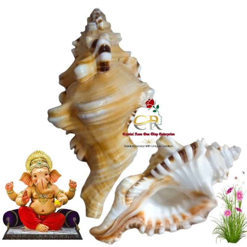 Rarely Found Natural Ganesha Shankh/Sangu For Pooja | Shopee Malaysia