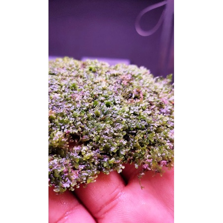 Aquatic Plant Mini Coral moss / mini Pelia moss | Shopee Malaysia