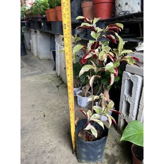 PBN - anak pokok sambang merah - Chinese croton excoecaria ...