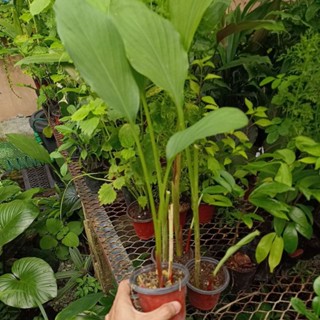 Anak pokok temu kunci | Shopee Malaysia